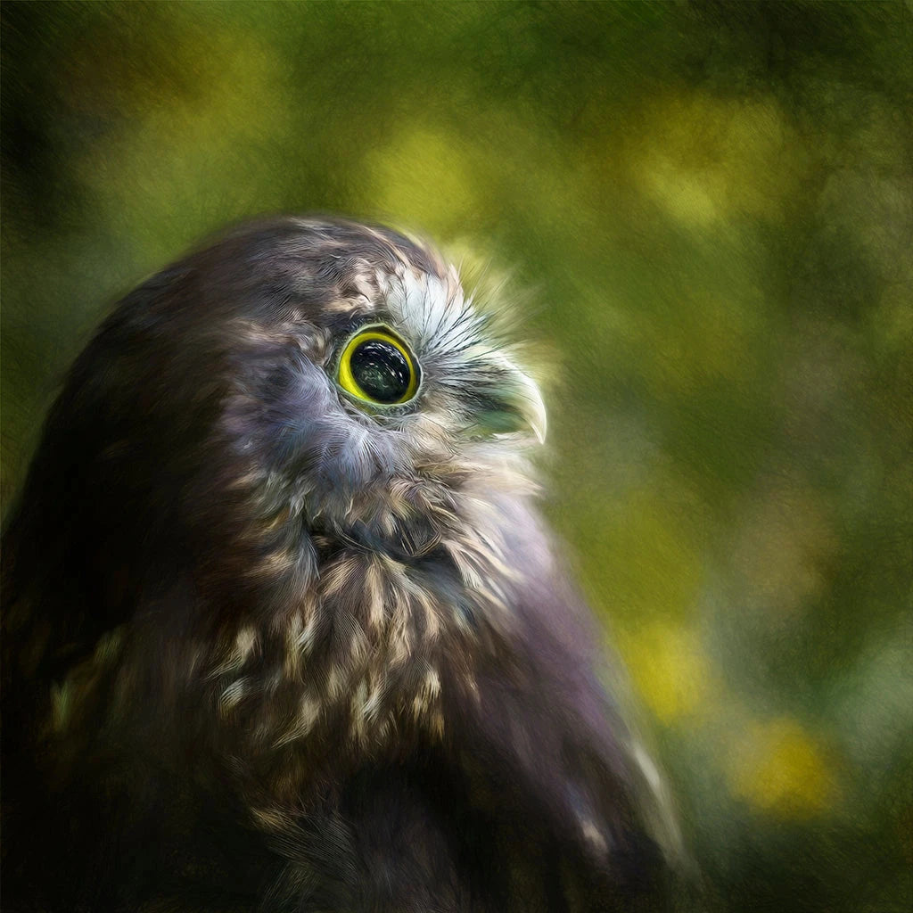 Ruru Art – Morepork Owl Art by Judi Lapsley Miller