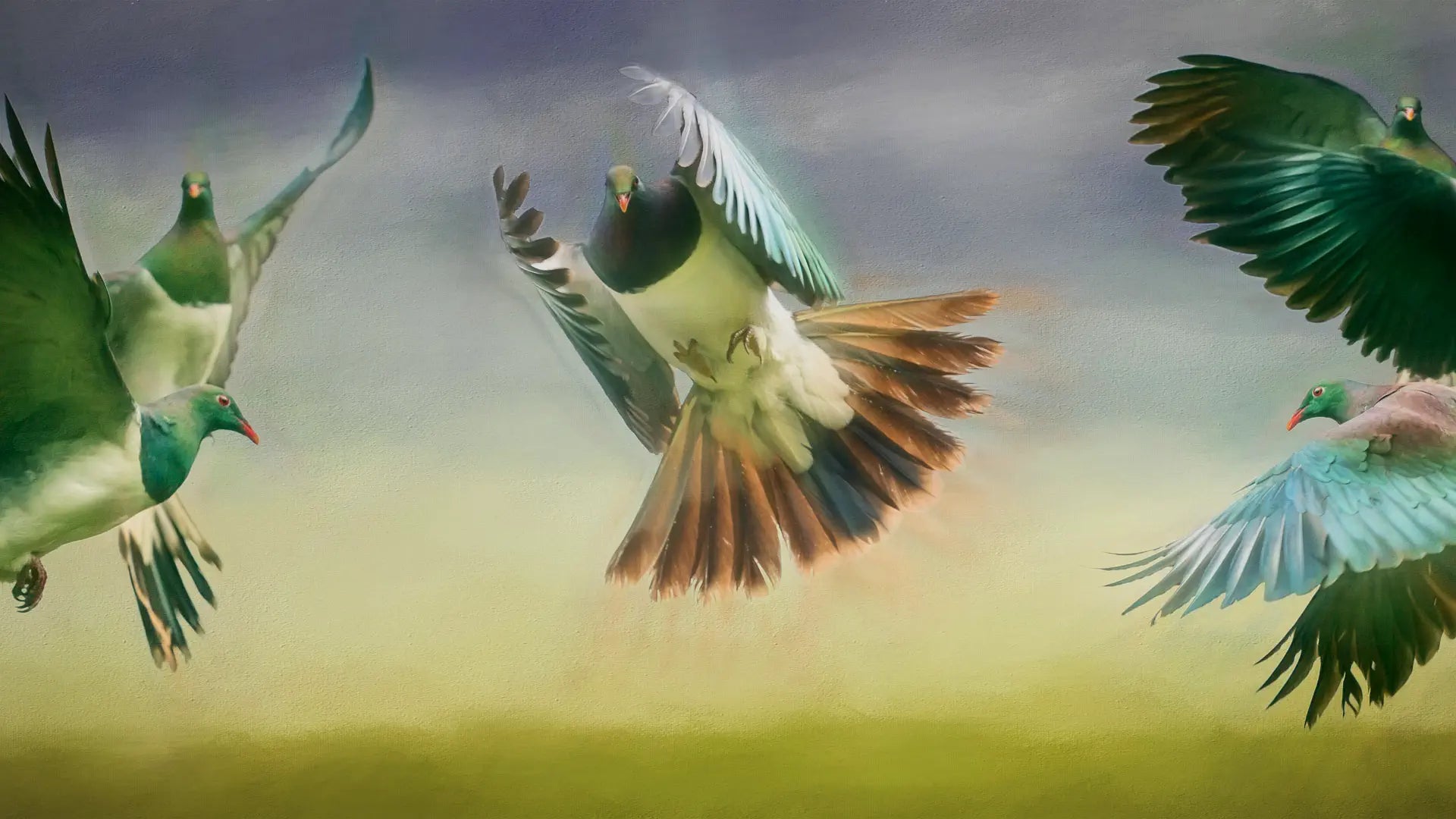 Art by Judi Lapsley Miller, New Zealand bird artist